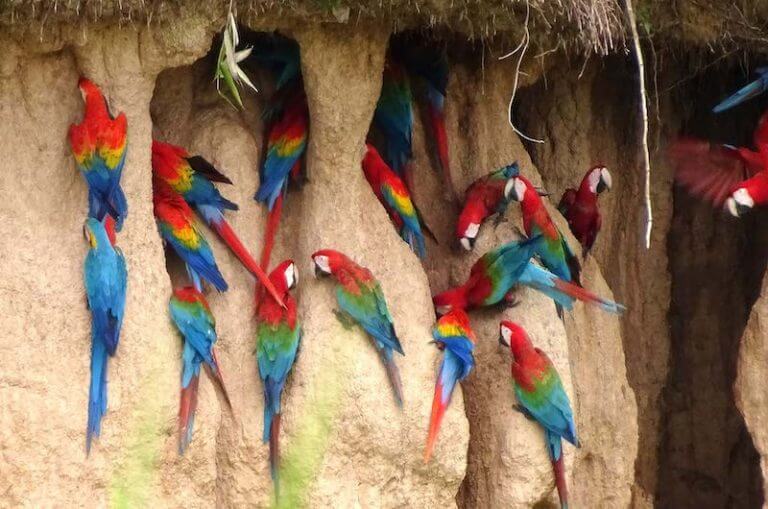 Why Do Parrots And Macaws Eat Clay? - 2023