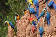 Why Do Parrots And Macaws Eat Clay? - 2023