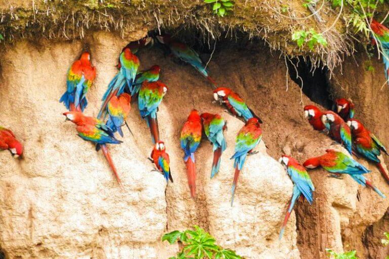 Why Do Parrots And Macaws Eat Clay? - 2023